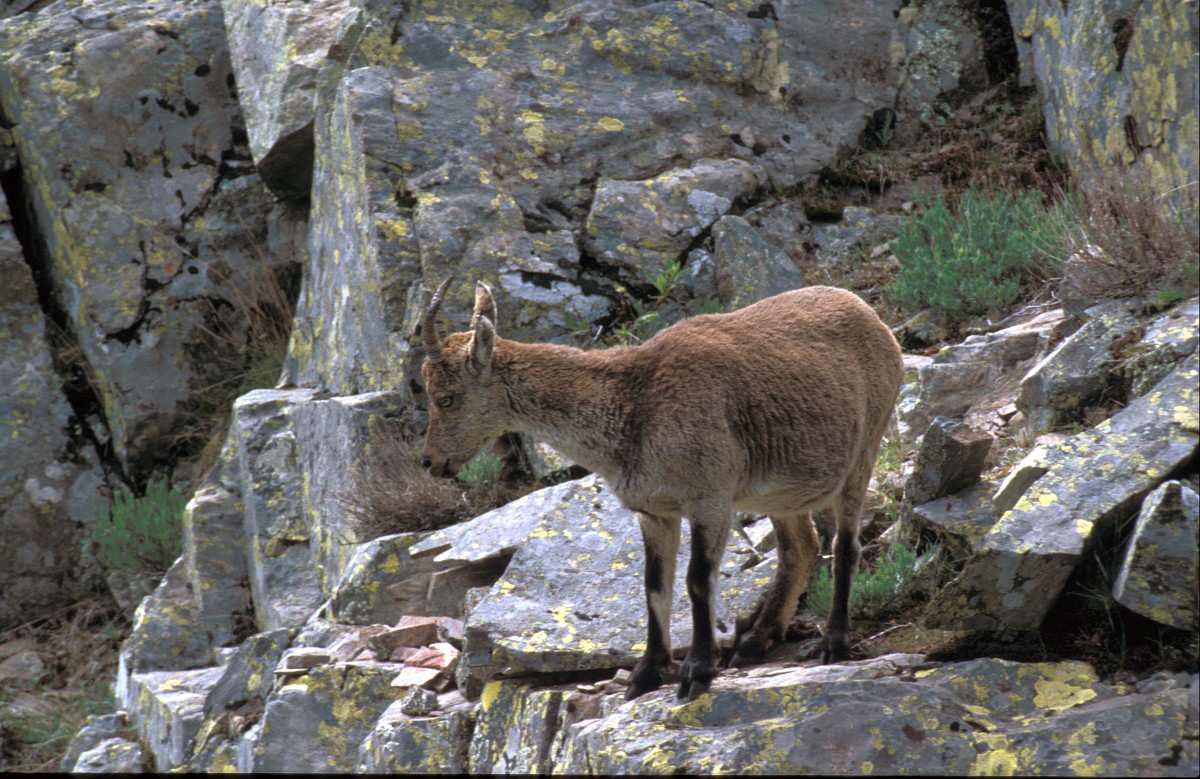 Capra pyrenaica, Spanish Ibex