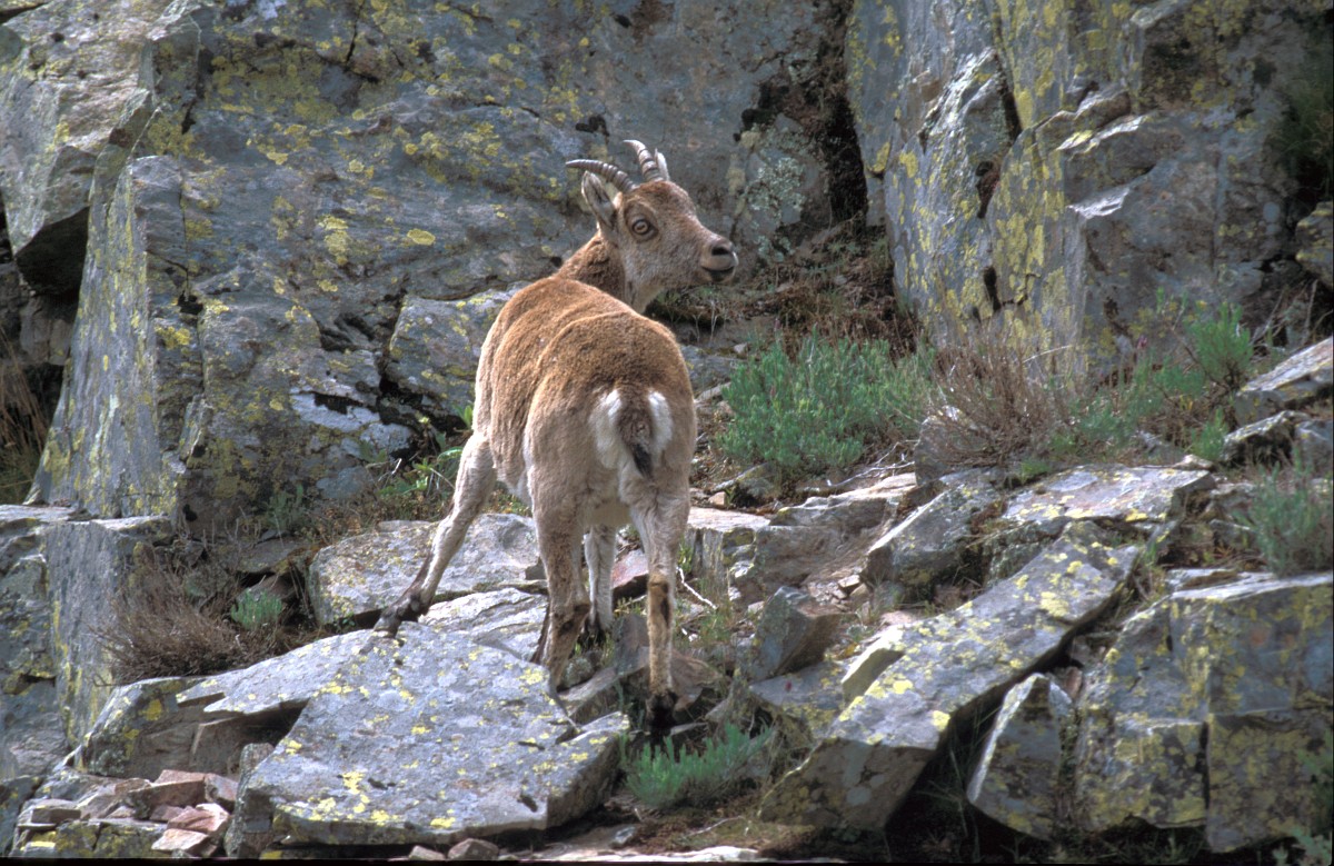Capra pyrenaica, Spanish Ibex