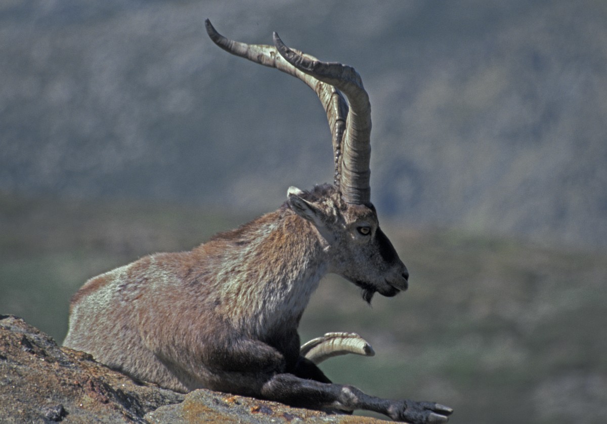 Capra pyrenaica, Spanish Ibex