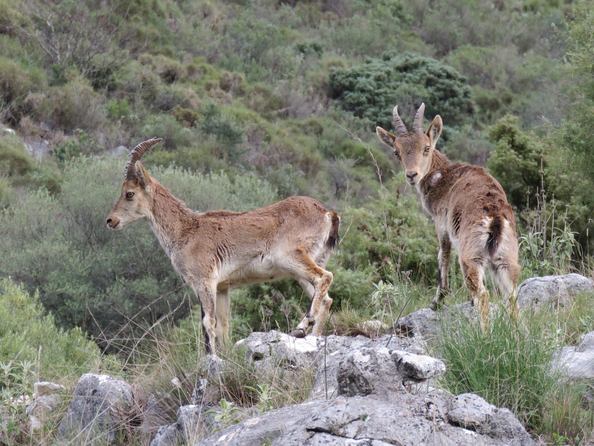 Capra pyrenaica, Spanish Ibex