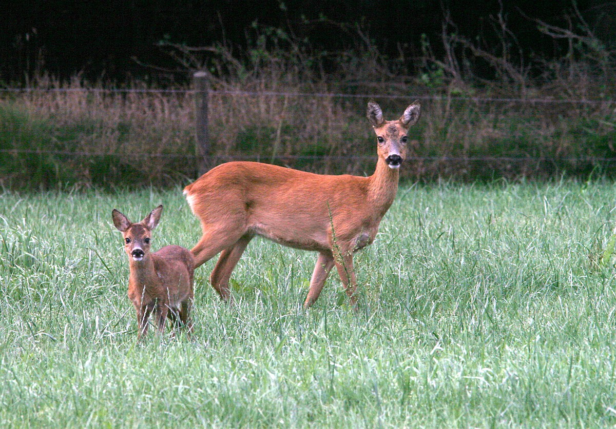 Capreolus capreolus, Roe Deer