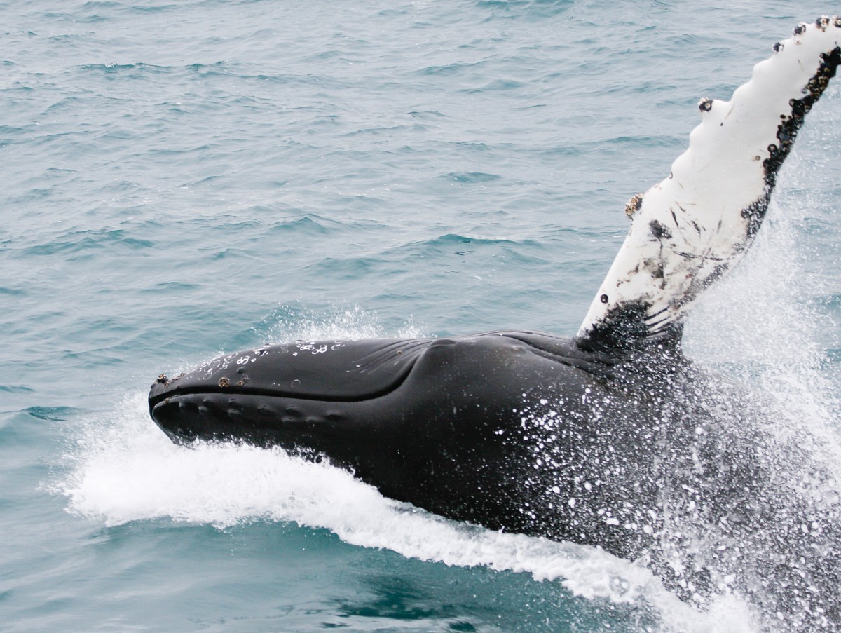 Megaptera novaeangliae, Humback Whale