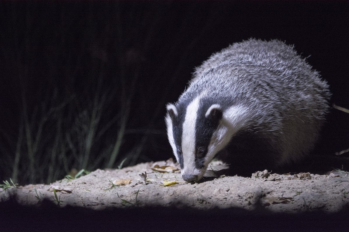Meles meles, Eurasian Badger