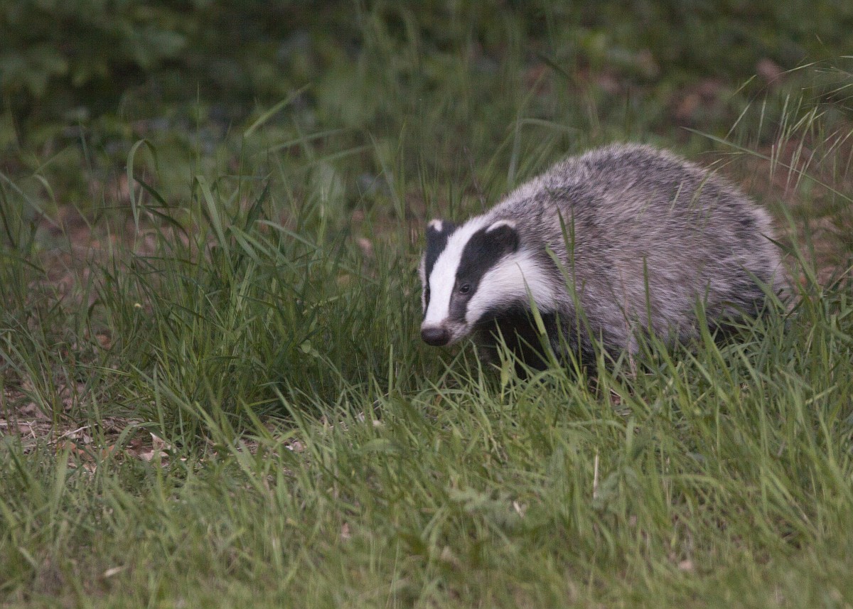 Meles meles, Eurasian Badger