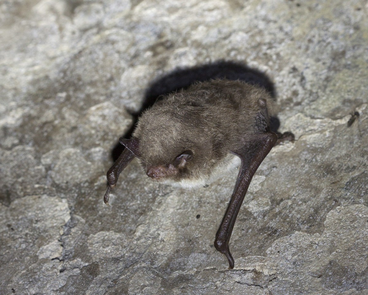 Myotis daubentonii, Daubentons Bat