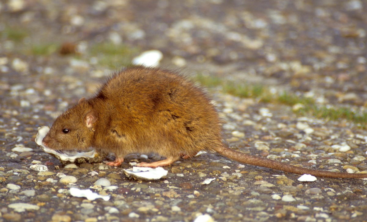 Rattus norvegicus, Brown Rat