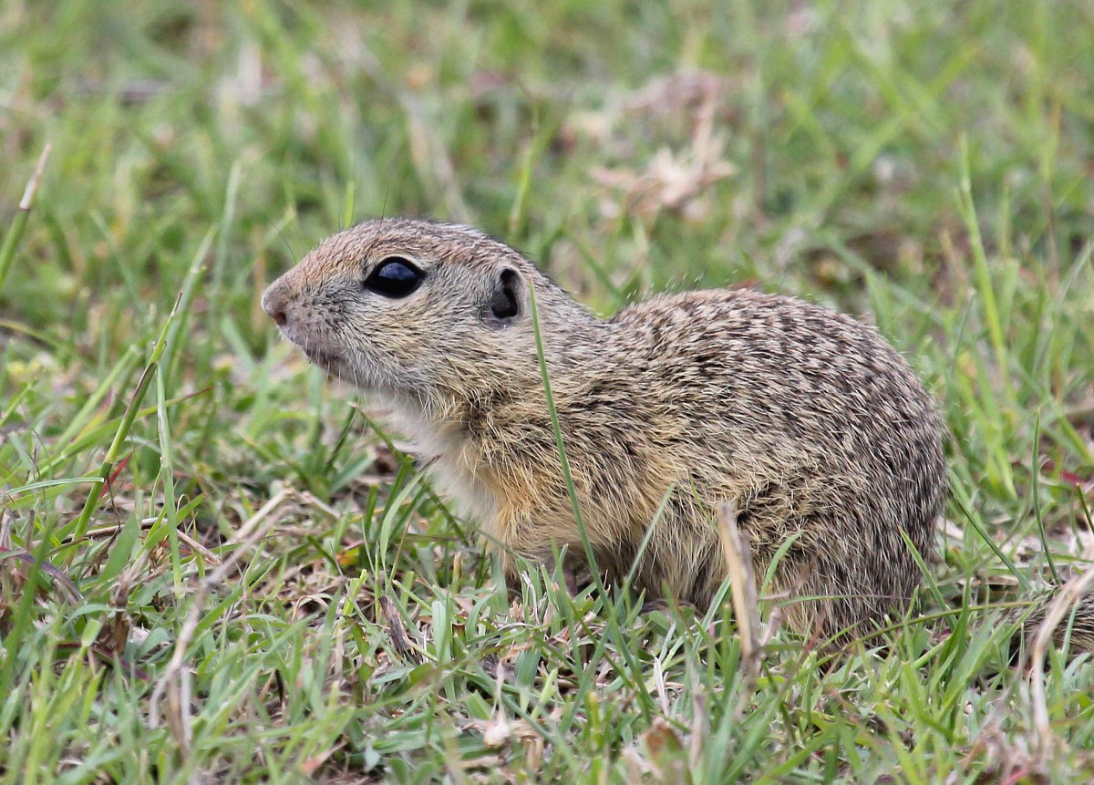Spermophilus citellus, European Ground Squirrel