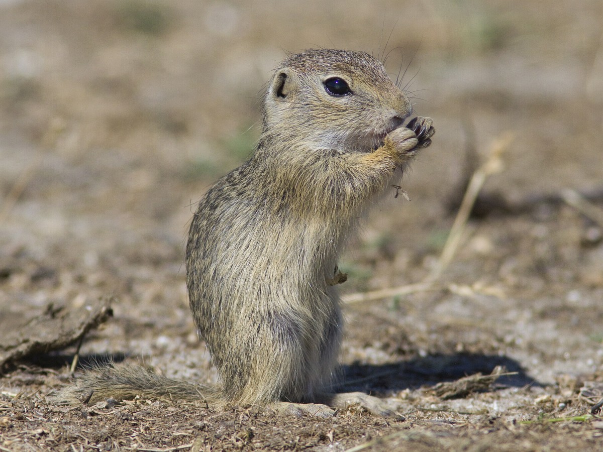 Spermophilus citellus, European Ground Squirrel