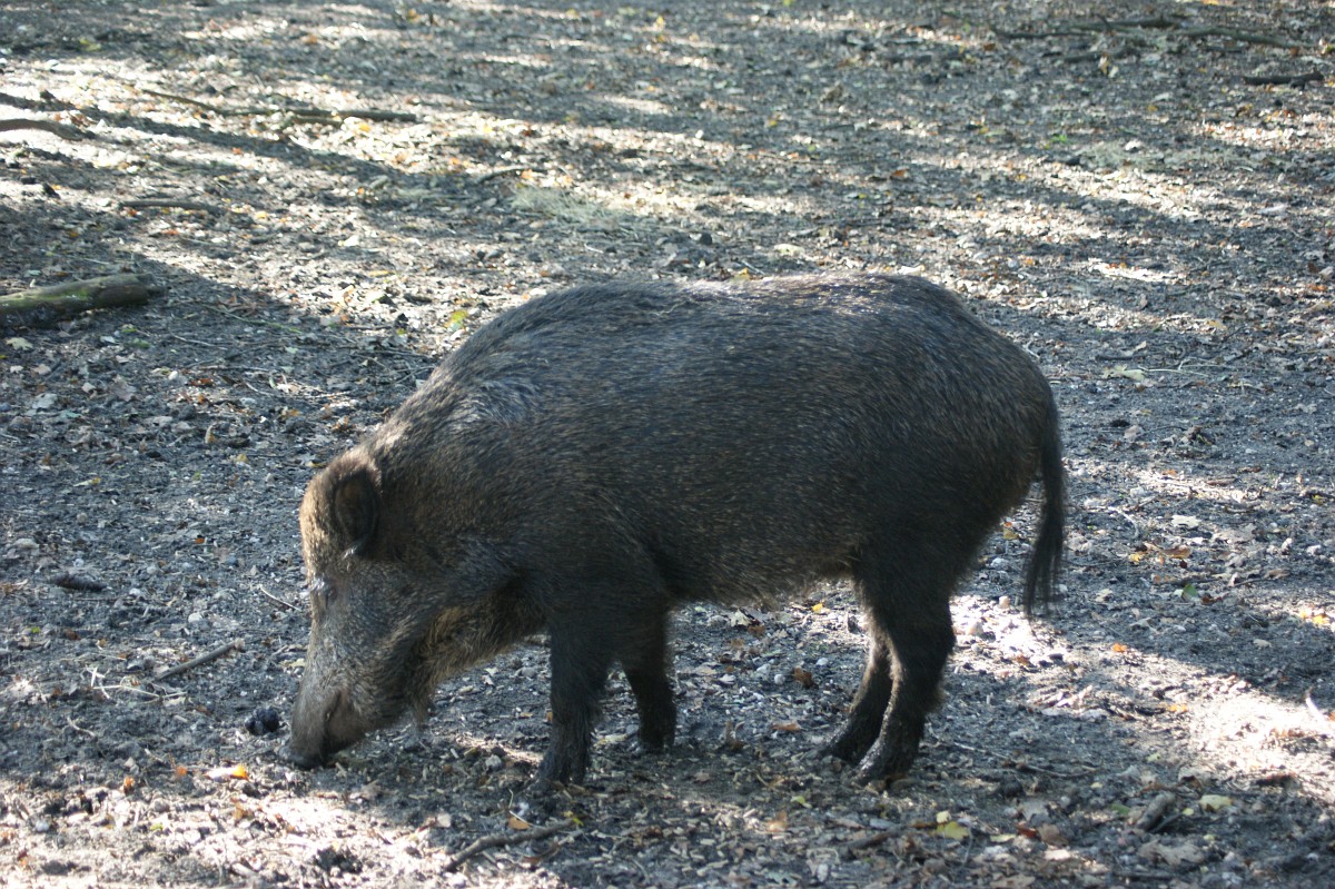 Sus scrofa, Wild Boar