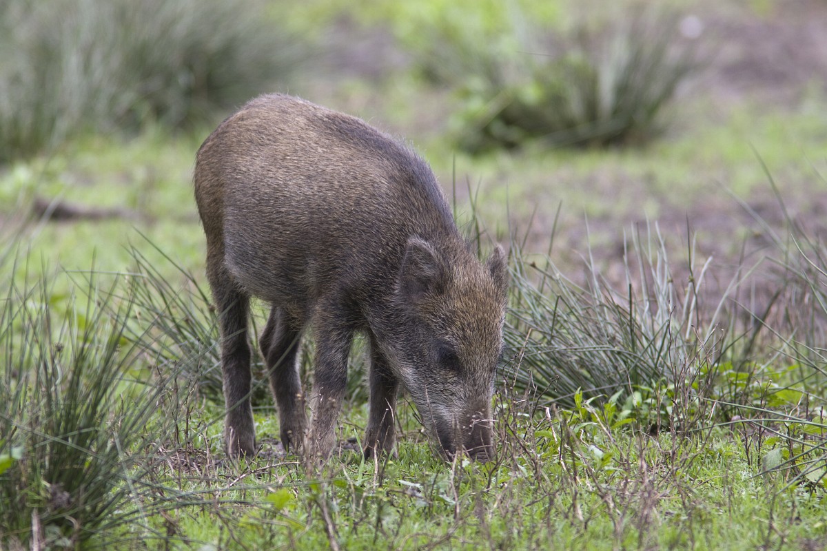 Sus scrofa, Wild Boar