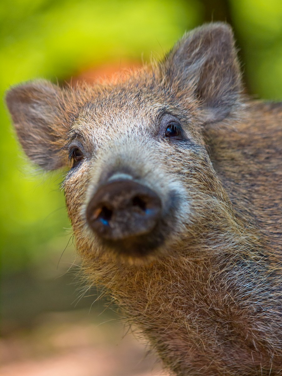 Sus scrofa, Wild Boar