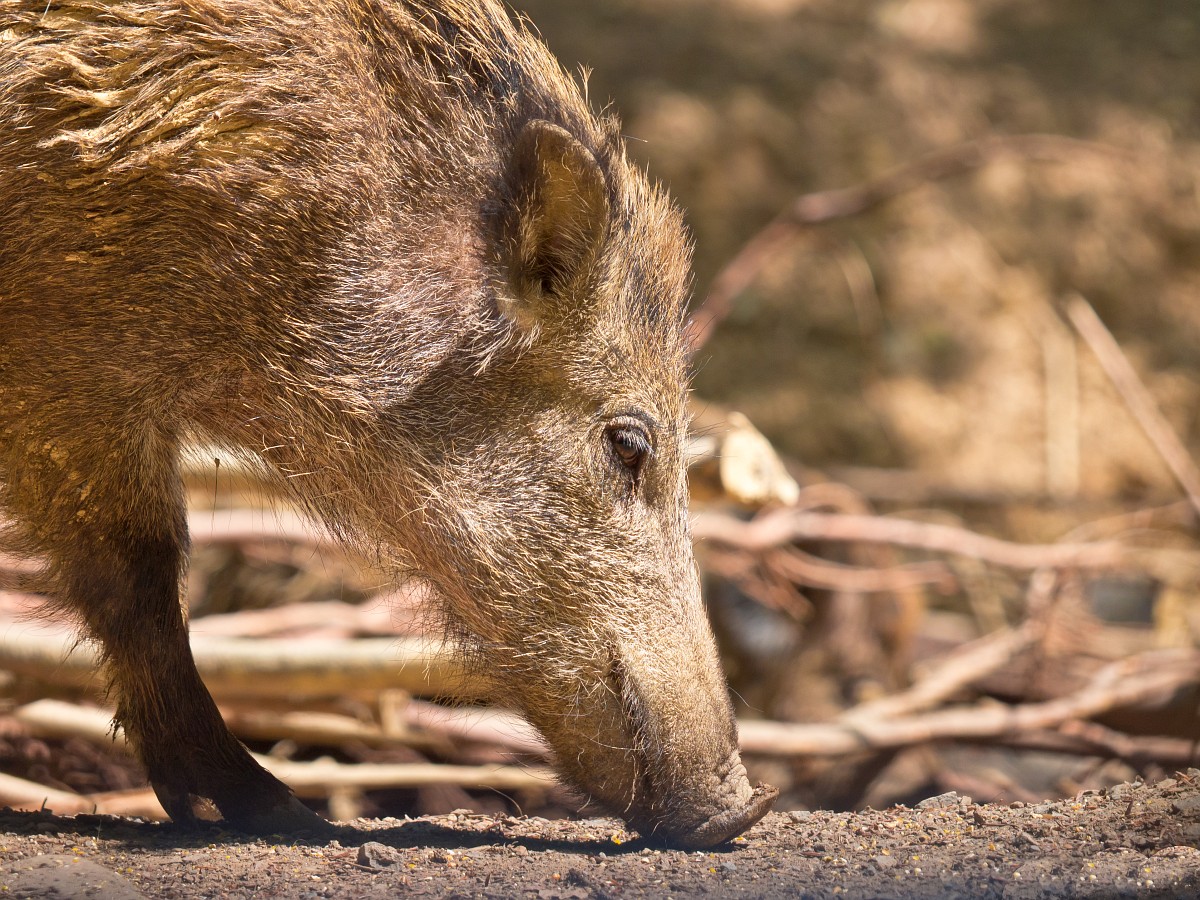 Sus scrofa, Wild Boar