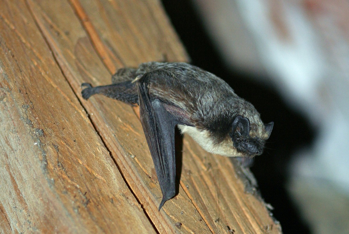 Vespertilio murinus, Parti-coloured Bat