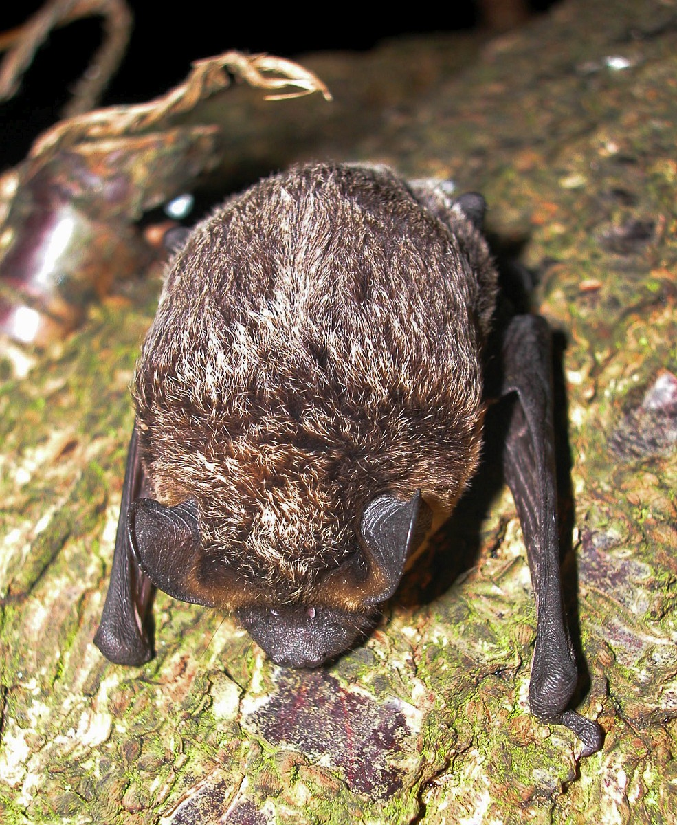 Vespertilio murinus, Parti-coloured Bat