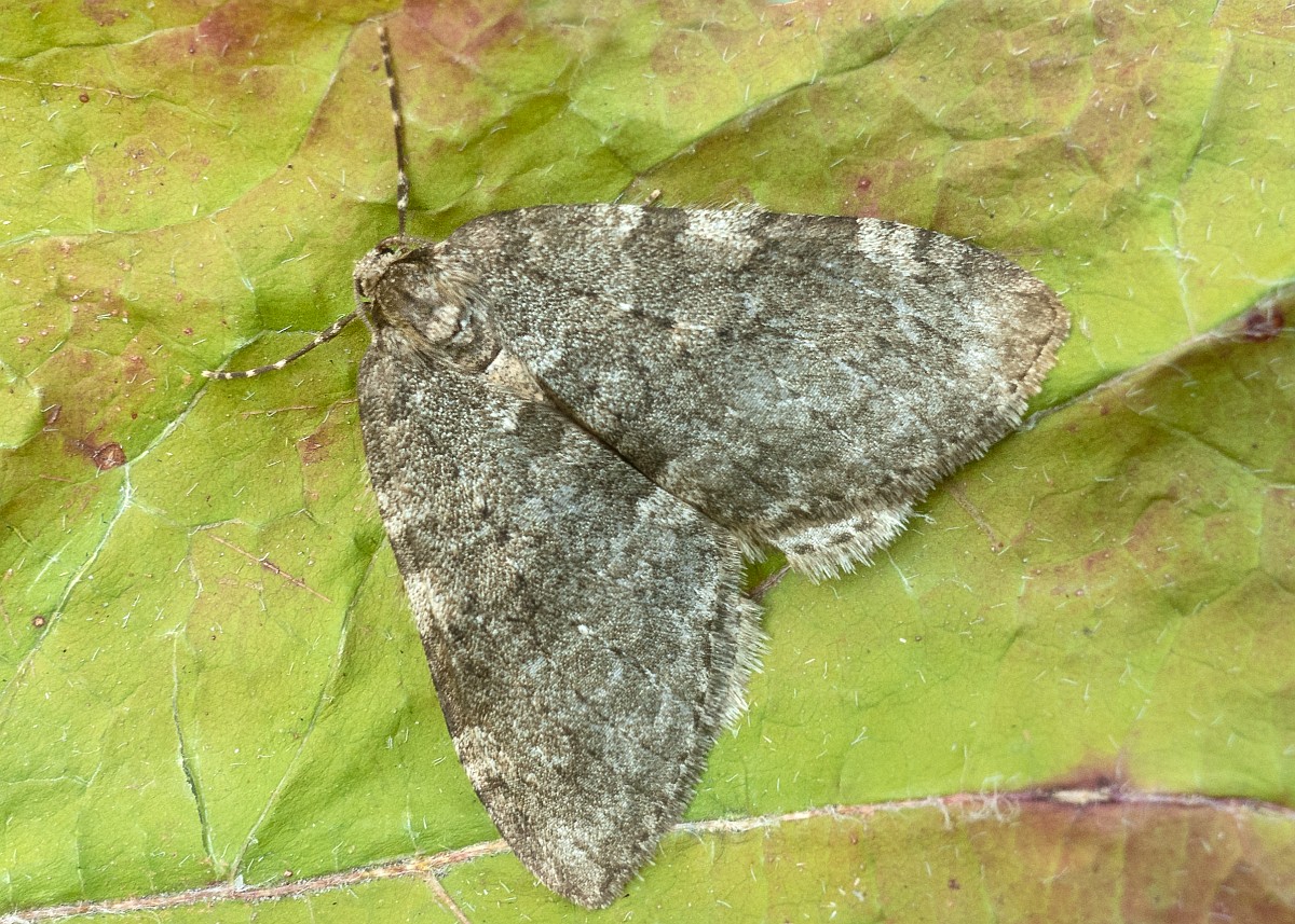 Operophtera brumata, Winter moth