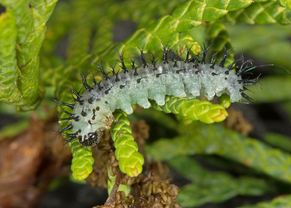 Periclista sp