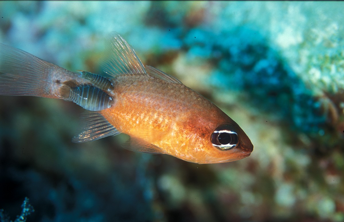 Apogon imberbis, Cardinal Fish