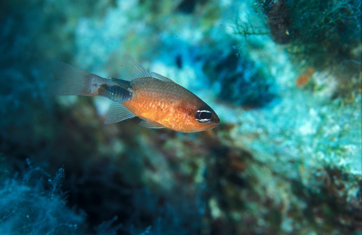 Apogon imberbis, Cardinal Fish