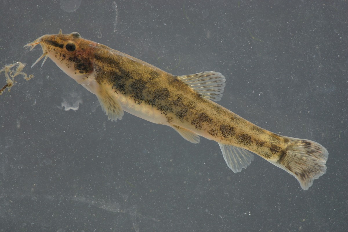 Barbatula barbatulus, Stone Loach
