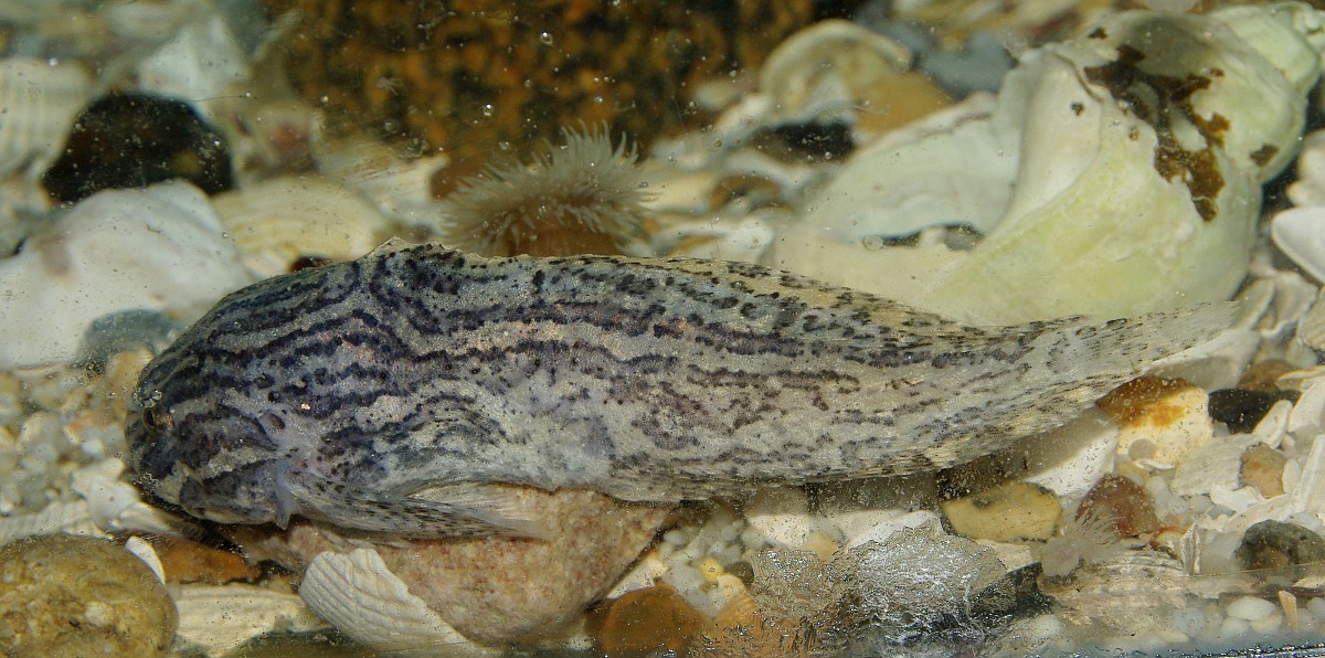 Brotula barbata, Bearded Brotula