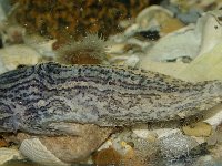 Brotula barbata, Bearded Brotula