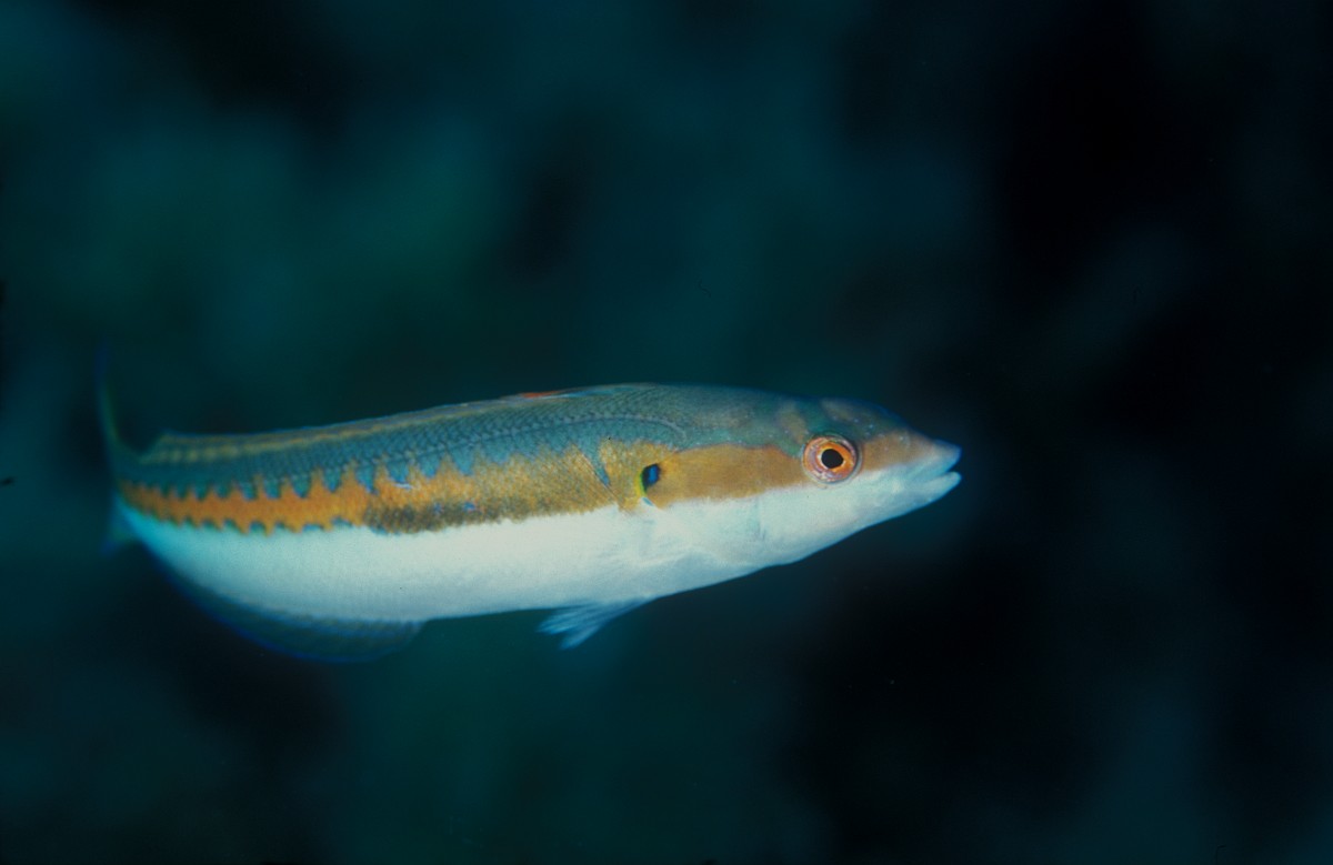 Coris julis, Rainbow Wrasse