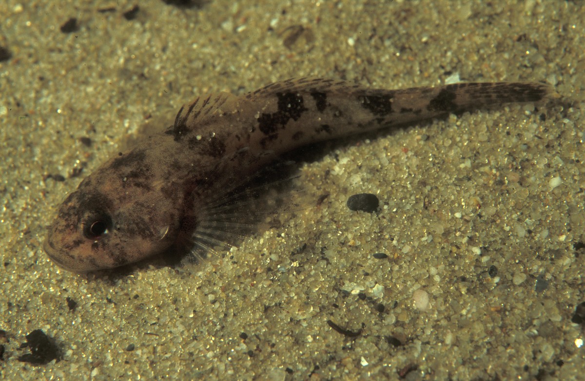 Cottus gobio, Bullhead