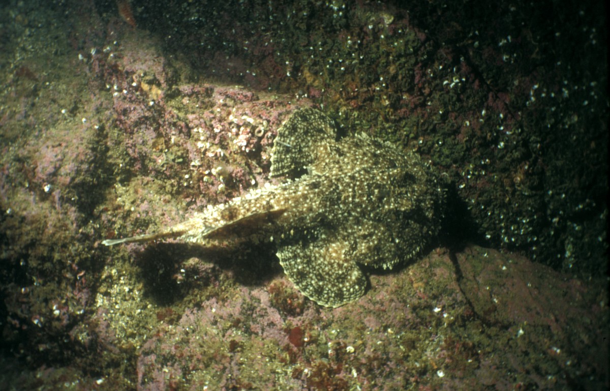 Lophius piscatorius, Anglefish