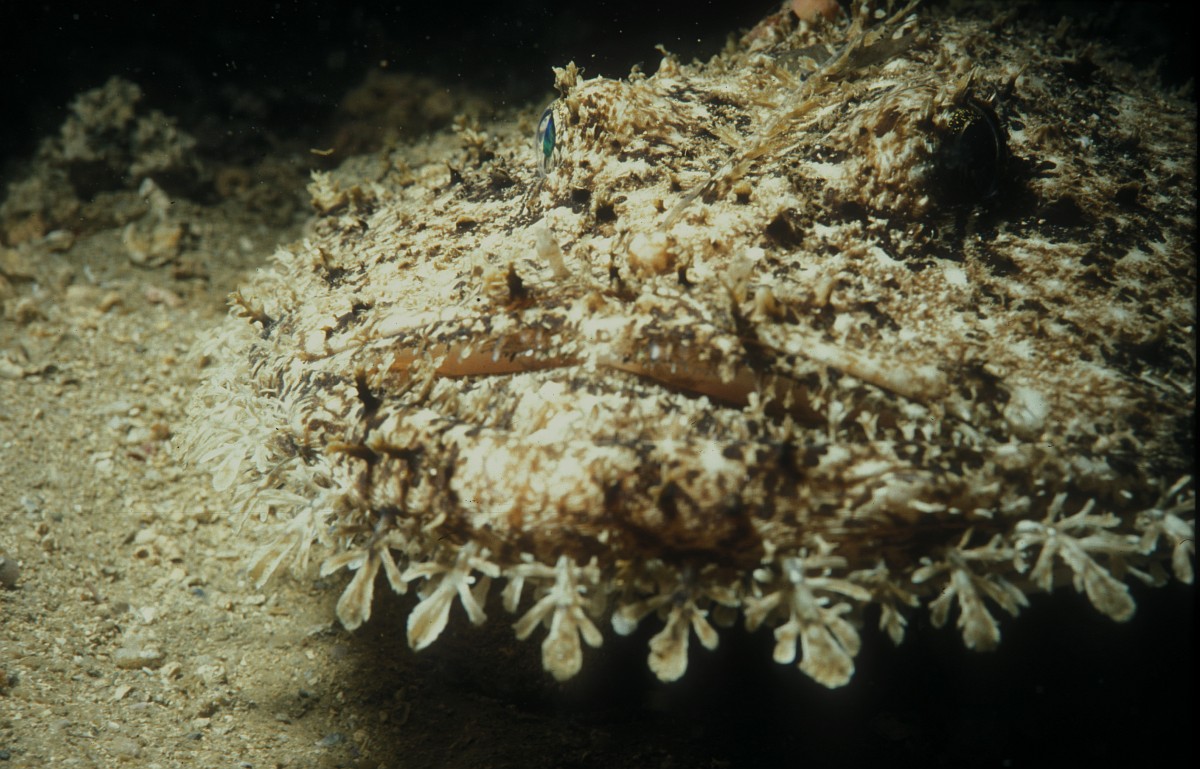 Lophius piscatorius, Anglefish