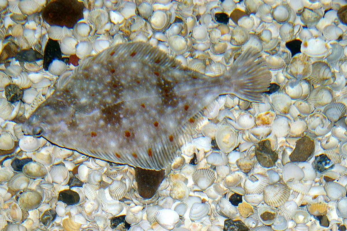 Pleuronectes platessa, Plaice