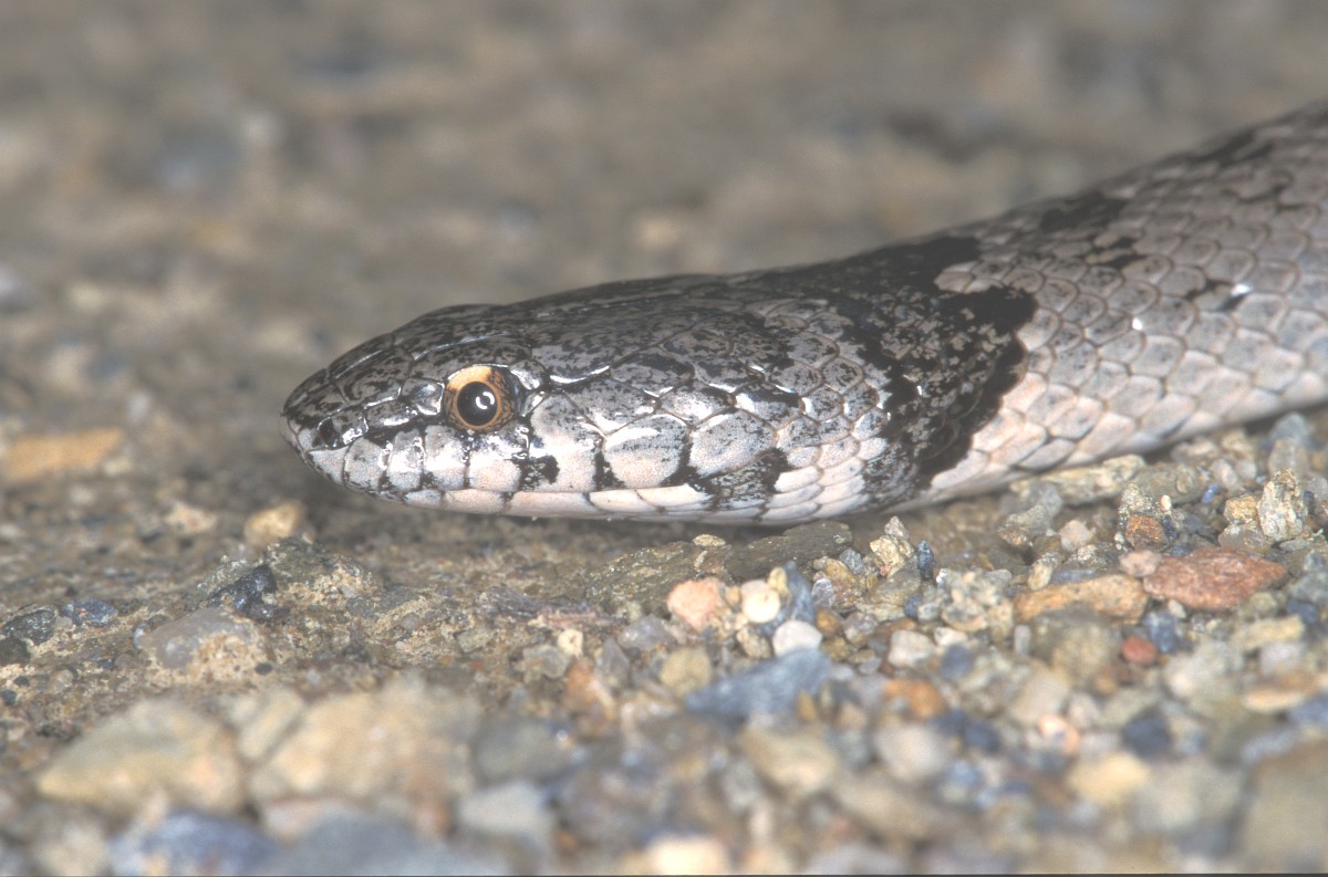 Macroprotodon cuccullatus, False Smooth Snake