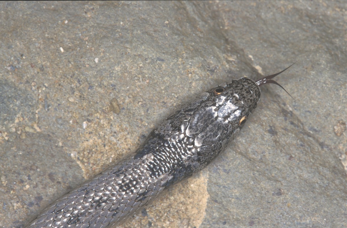 Macroprotodon cuccullatus, False Smooth Snake
