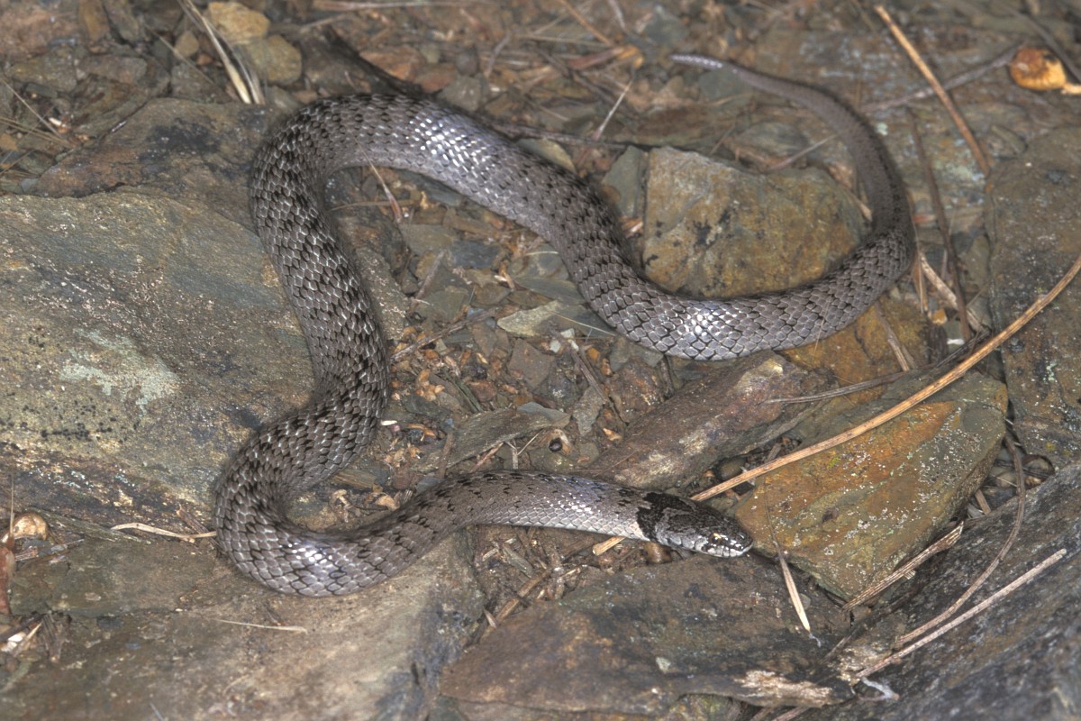 Macroprotodon cuccullatus, False Smooth Snake