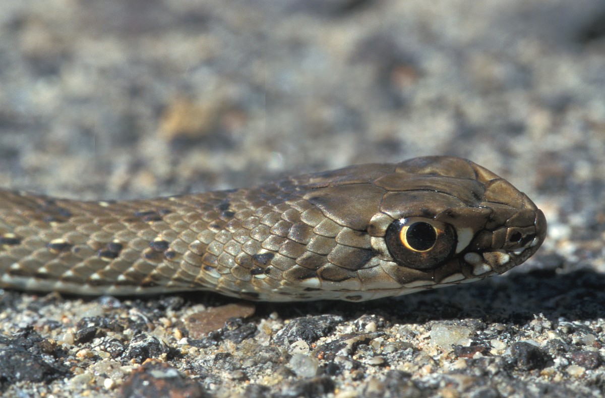 Malpolon monspessulanus, Montpellier Snake