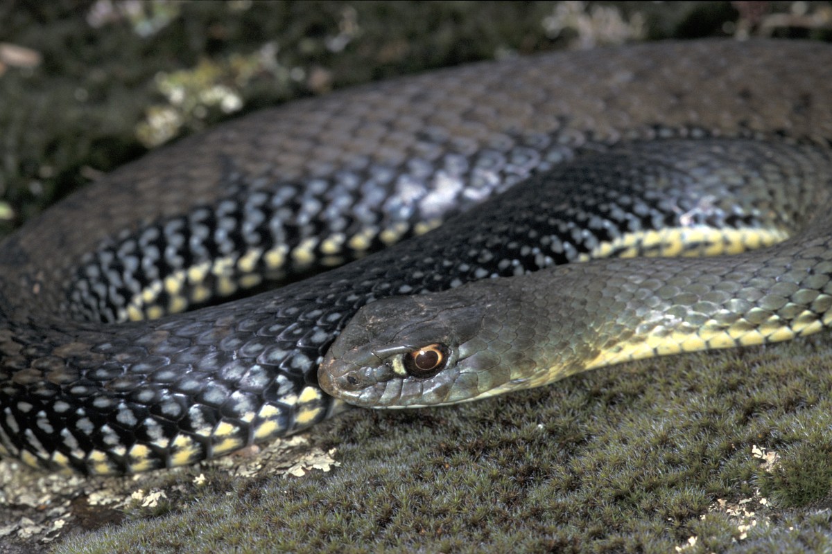 Malpolon monspessulanus, Montpellier Snake