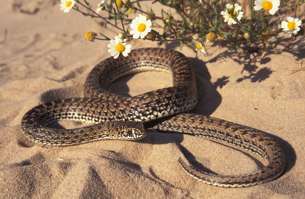Malpolon monspessulanus, Montpellier Snake