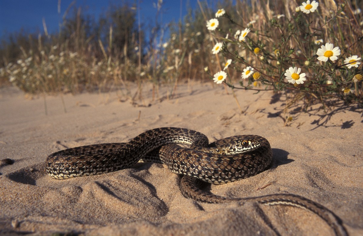 Malpolon monspessulanus, Montpellier Snake