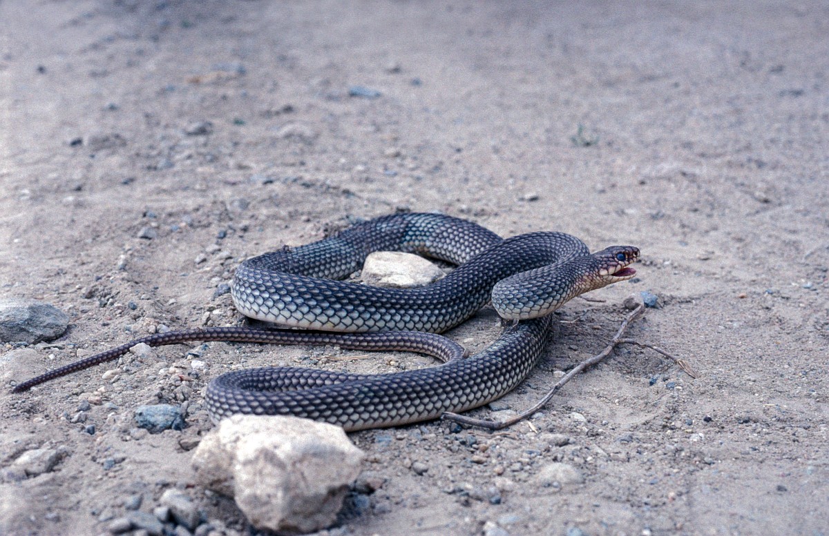 Malpolon monspessulanus, Montpellier Snake