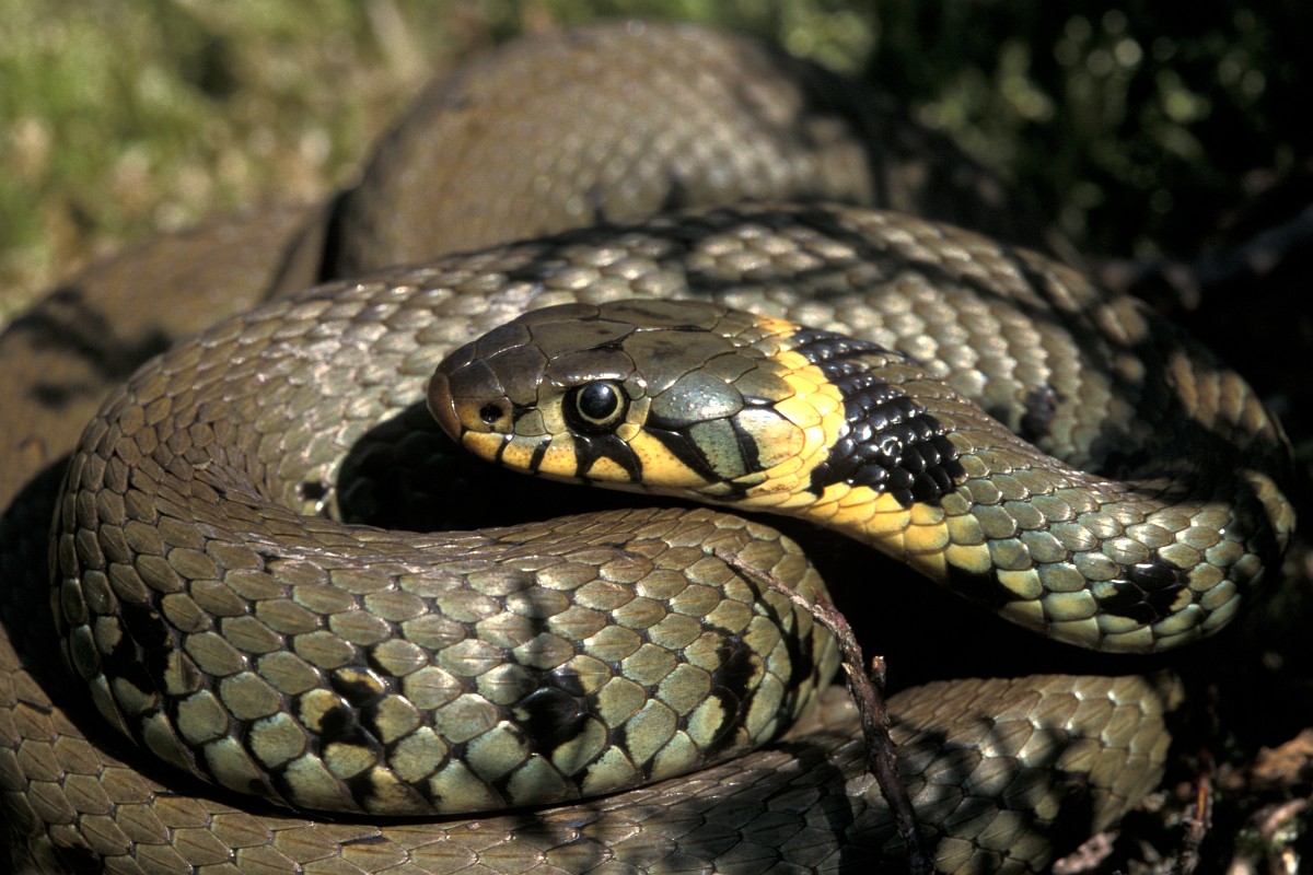 Natrix natrix, Grass Snake