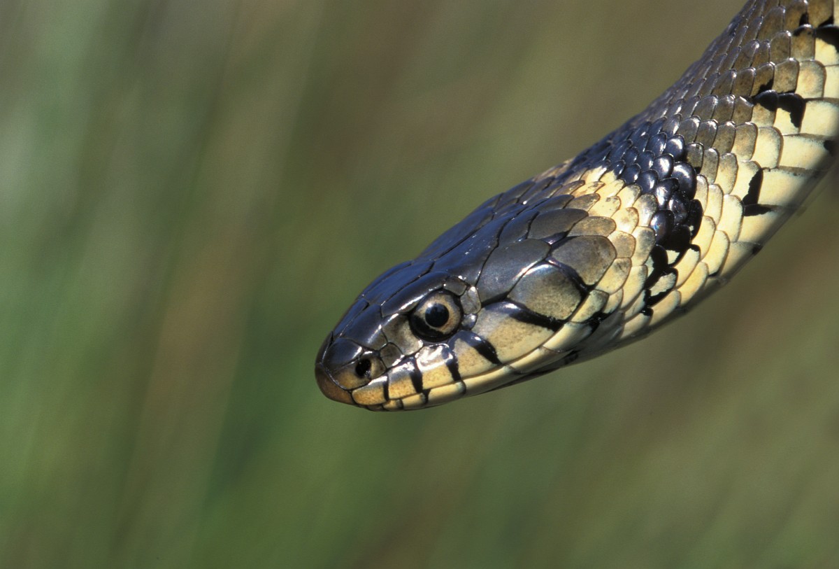 Natrix natrix, Grass Snake