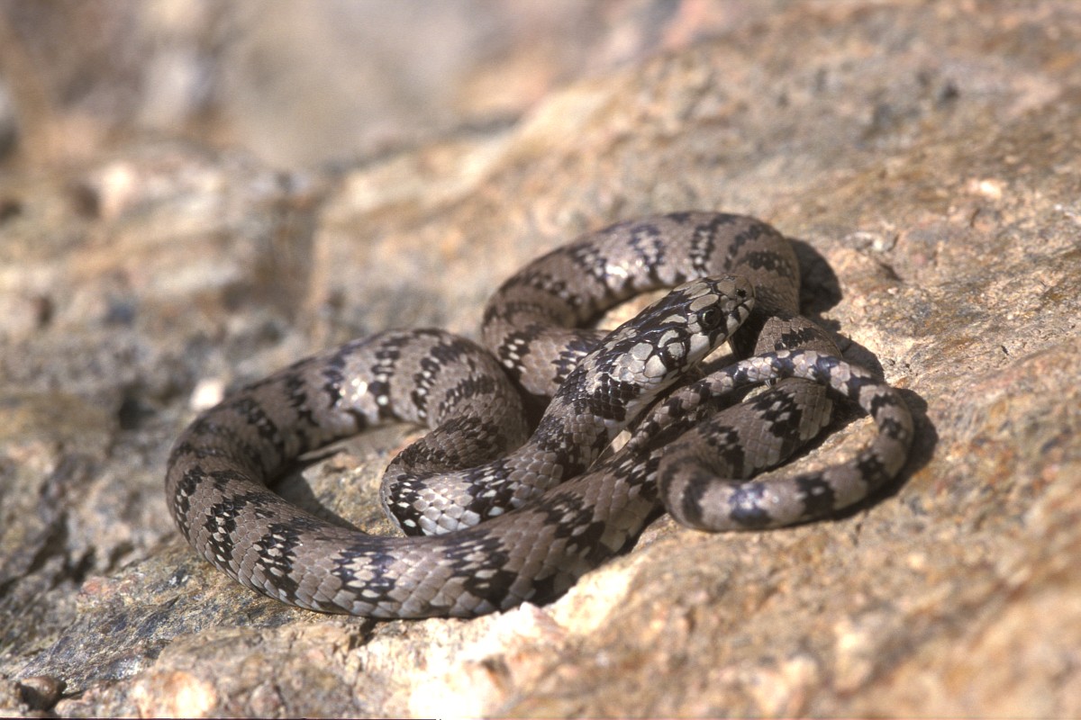 Natrix natrix, Grass Snake