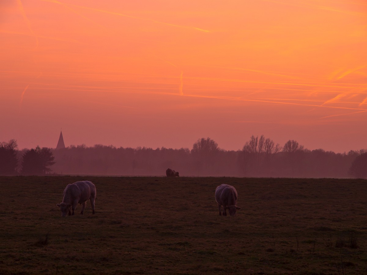 the Netherlands