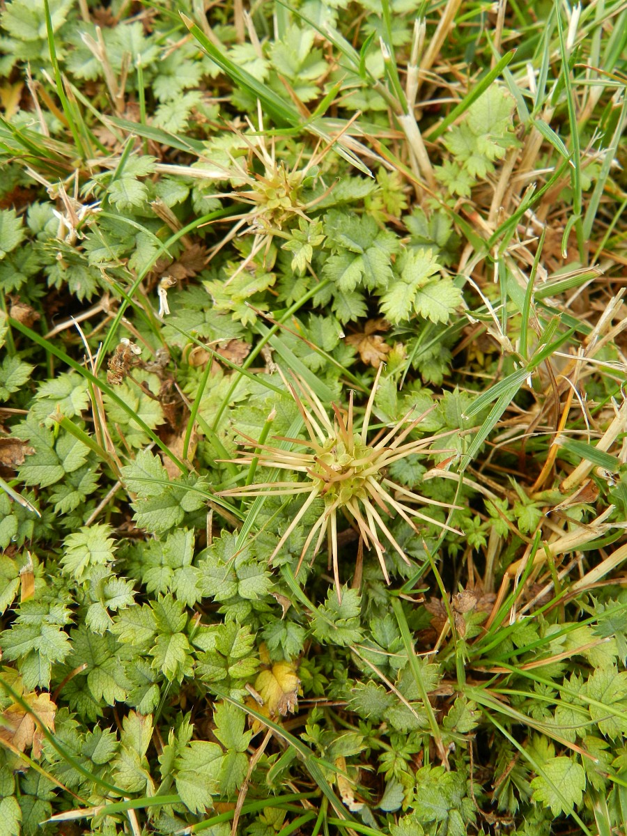 Acaena microphylla