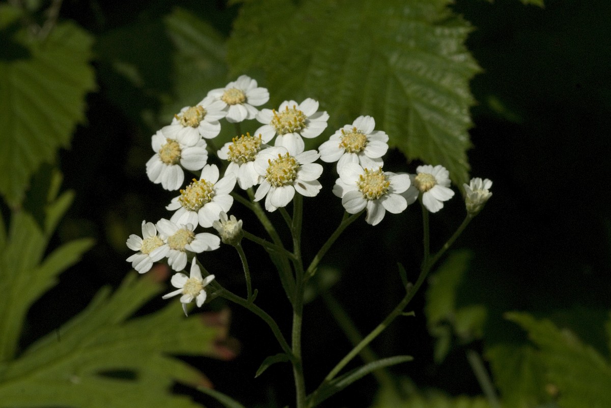 Achillea ptarmica, Angels Breath Yarrow