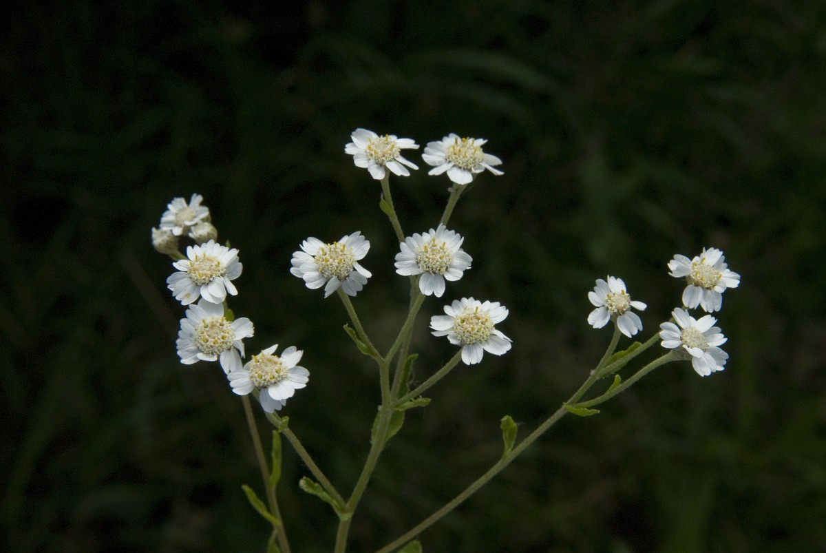 Achillea ptarmica, Angels Breath Yarrow