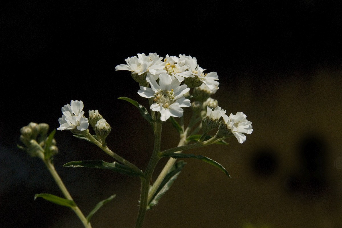 Achillea ptarmica, Angels Breath Yarrow