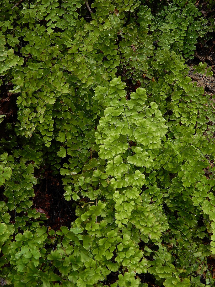 Adiantum capillus-veneris, Maidenhair Fern