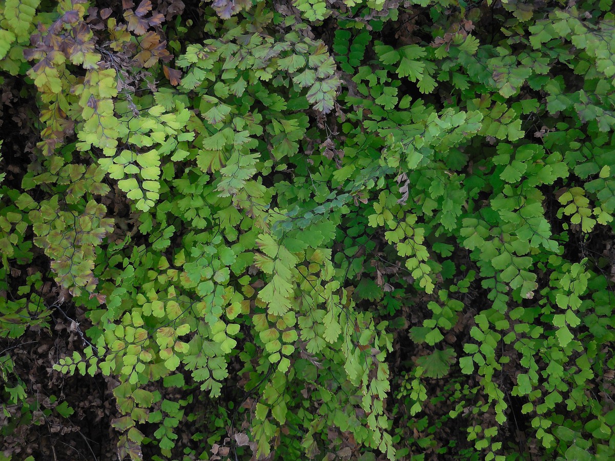 Adiantum capillus-veneris, Maidenhair Fern