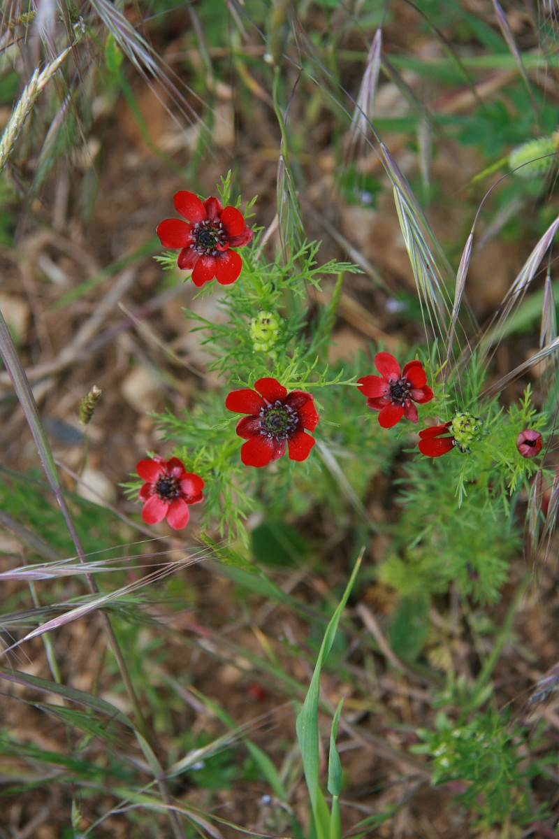 Adonis annua, Blooddrops