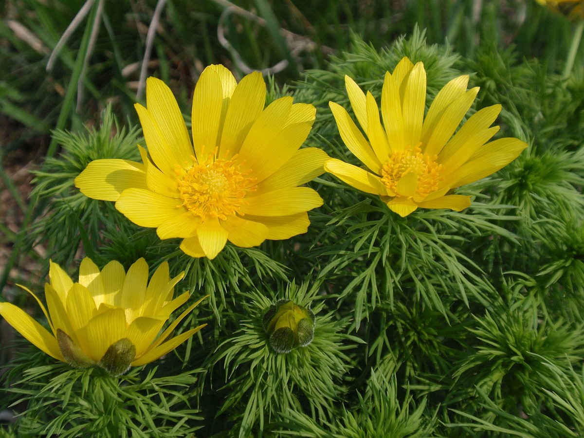 Adonis vernalis, Spring Adonis